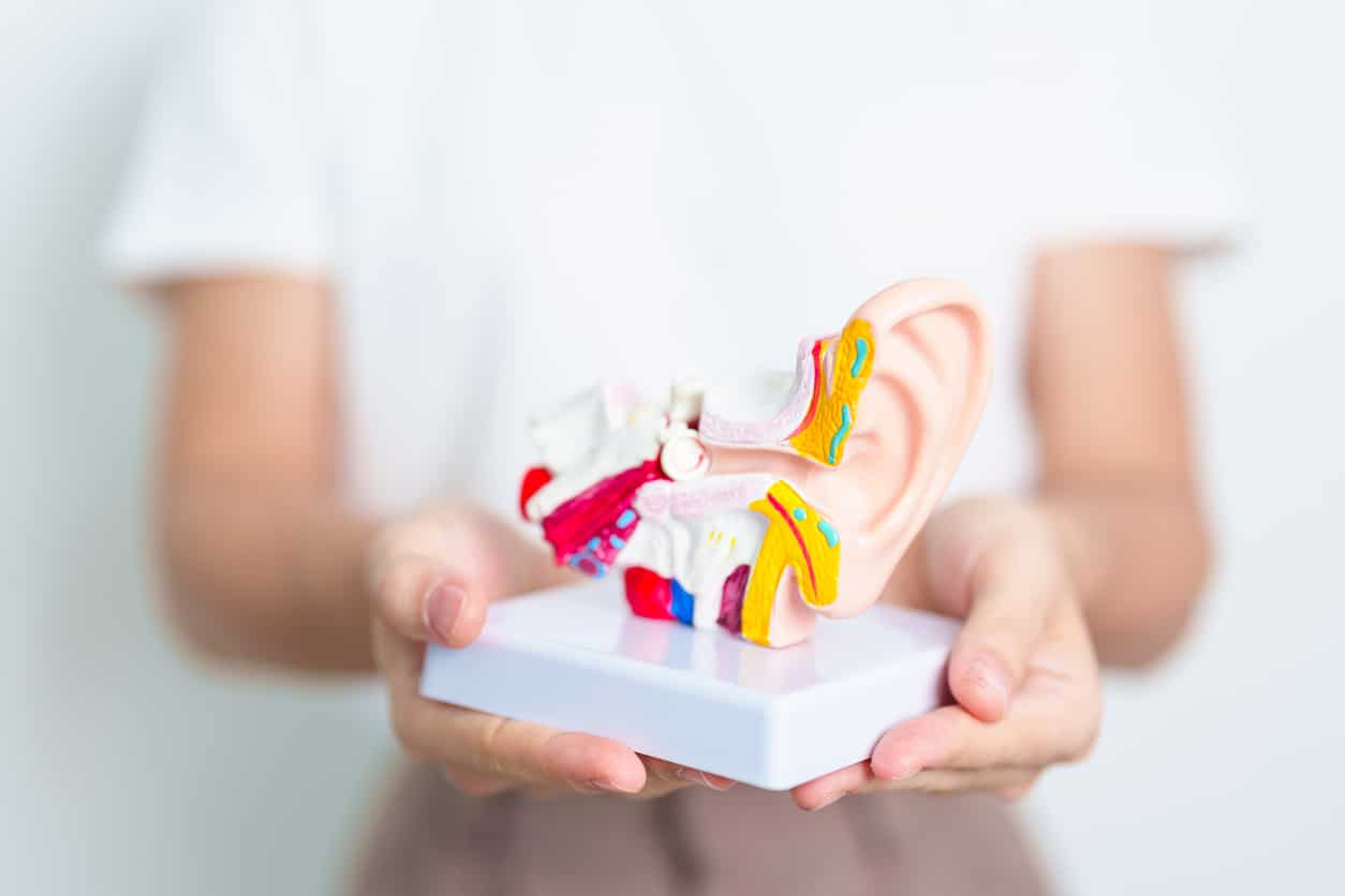 Understanding the Inner Ear and Its Effect on Hearing and Balance | PDX ...
